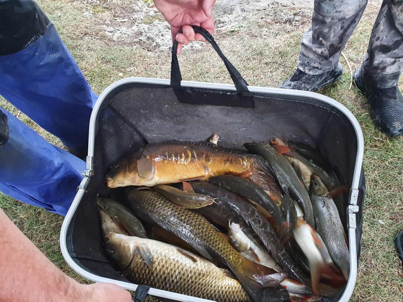 Tollerton Pond – Fishing ponds